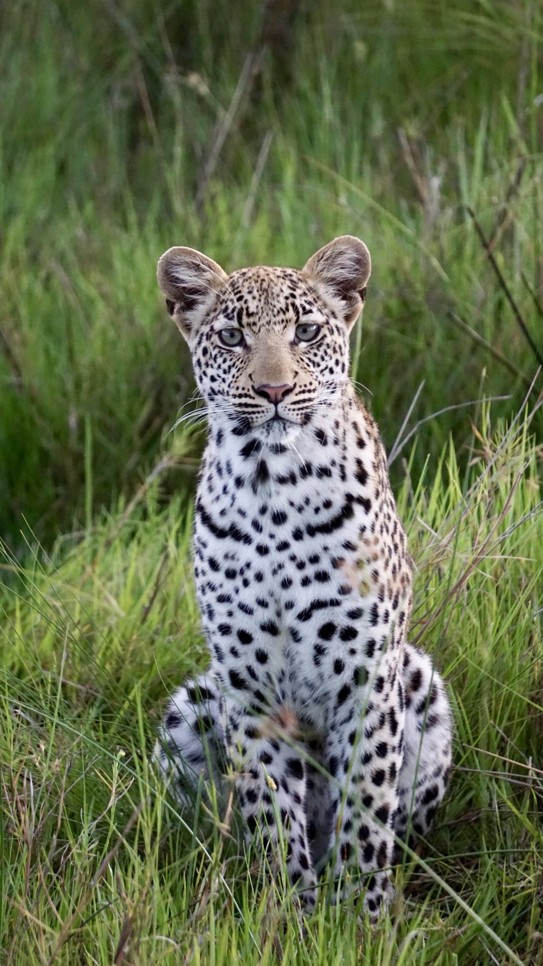 Why map the world’s rewilding efforts? - OpenForests