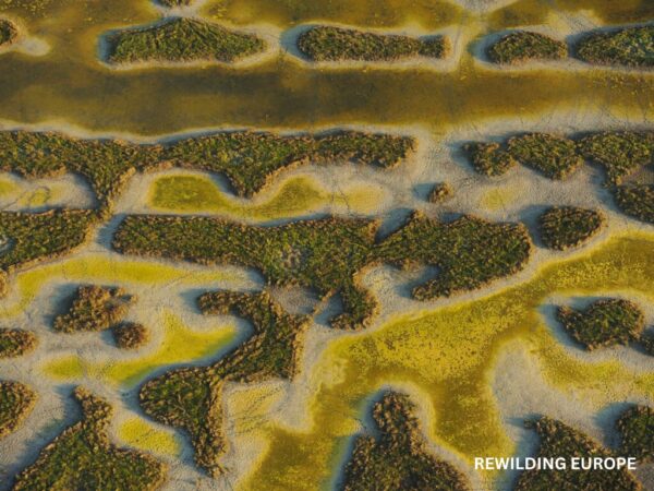 What is Rewilding? - OpenForests