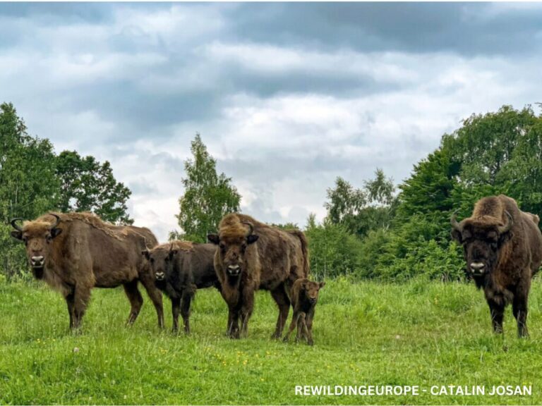 What is Rewilding? - OpenForests