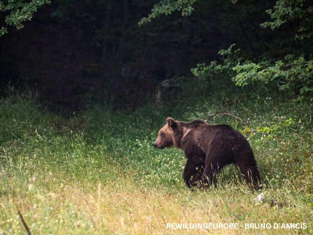 What is Rewilding? - OpenForests