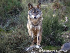 What is Rewilding? - OpenForests