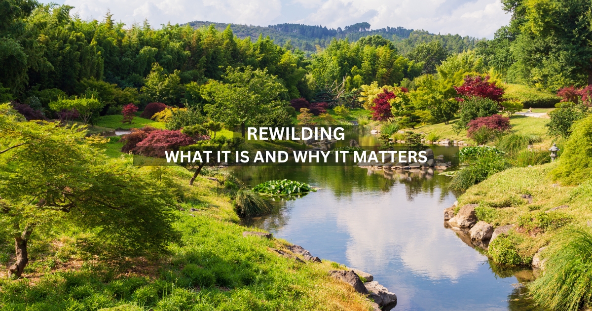 What is Rewilding? - OpenForests