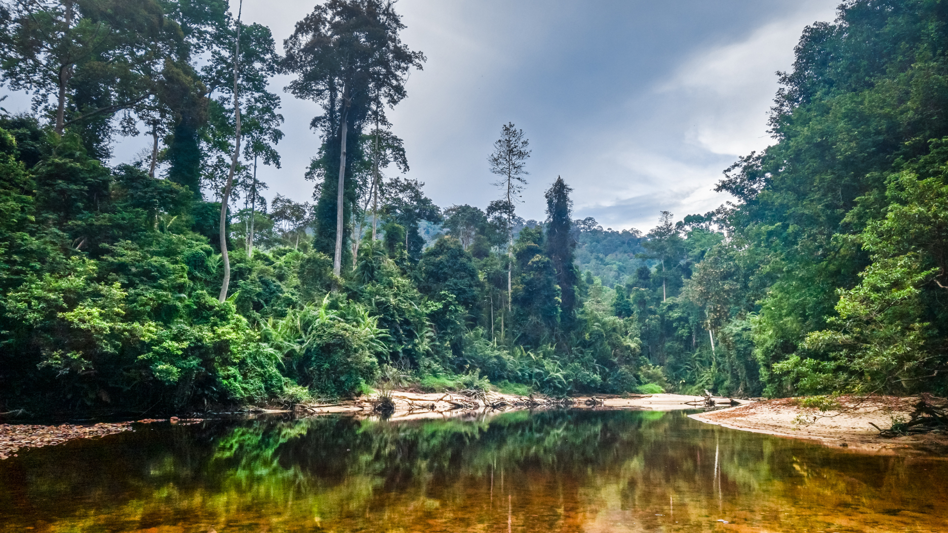 Primary Forests: what they are, why they matter & where to find them ...